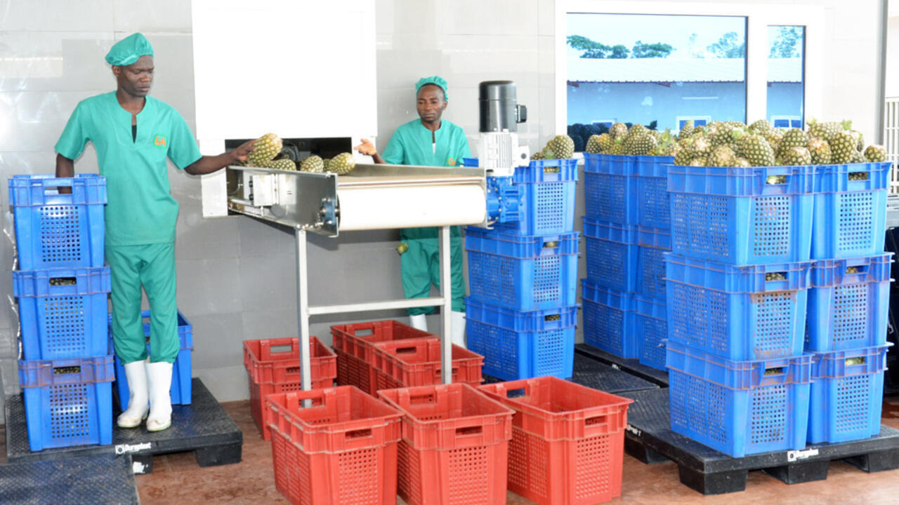 Au Togo, l’usine «Jus Délice» produit du jus d’ananas biologique ...