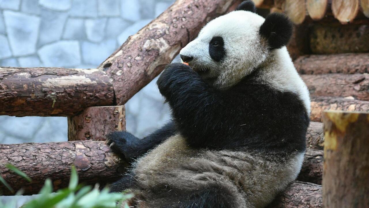 La diplomatie du panda profite-t-elle vraiment à sa protection?