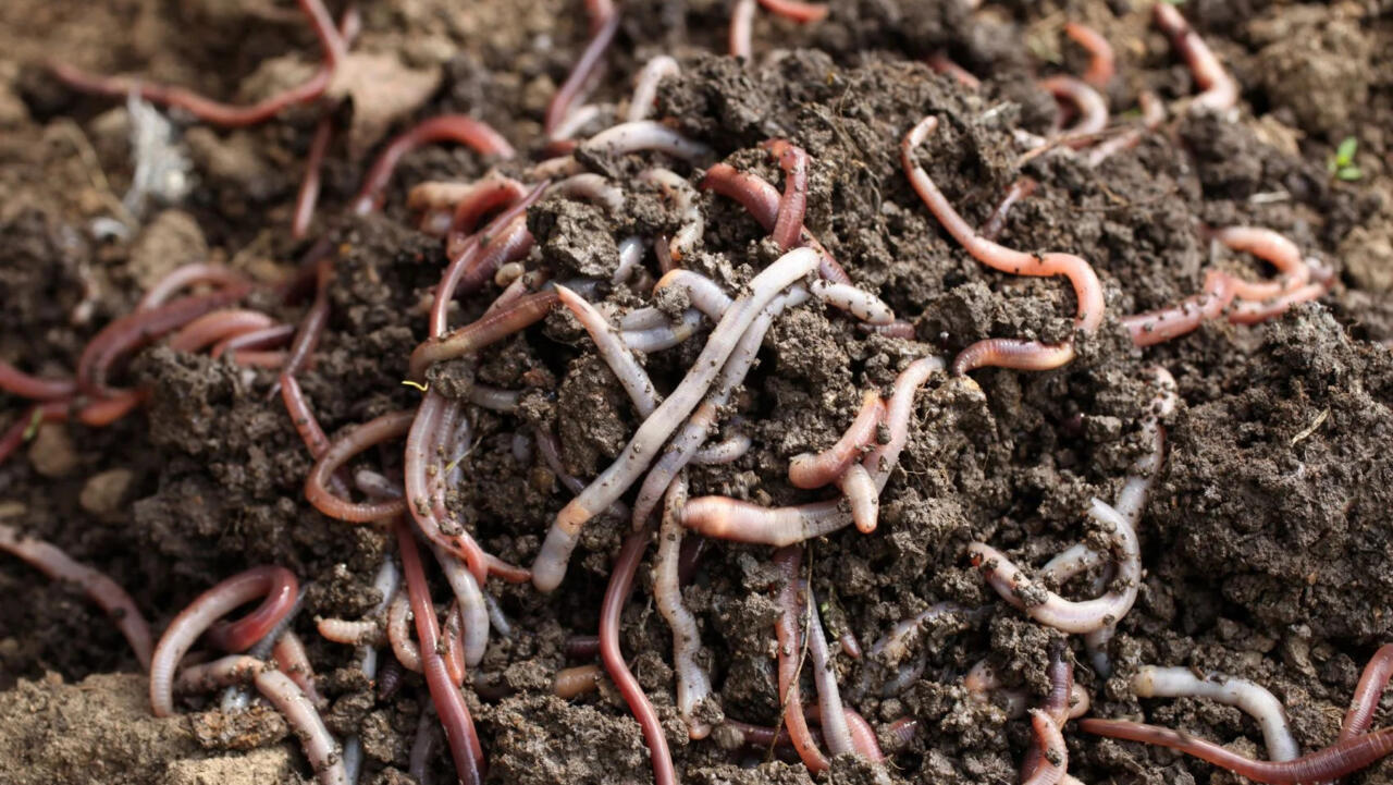 Tsutsa na taka rawa wajen samar da abinci a duniya - Bincike