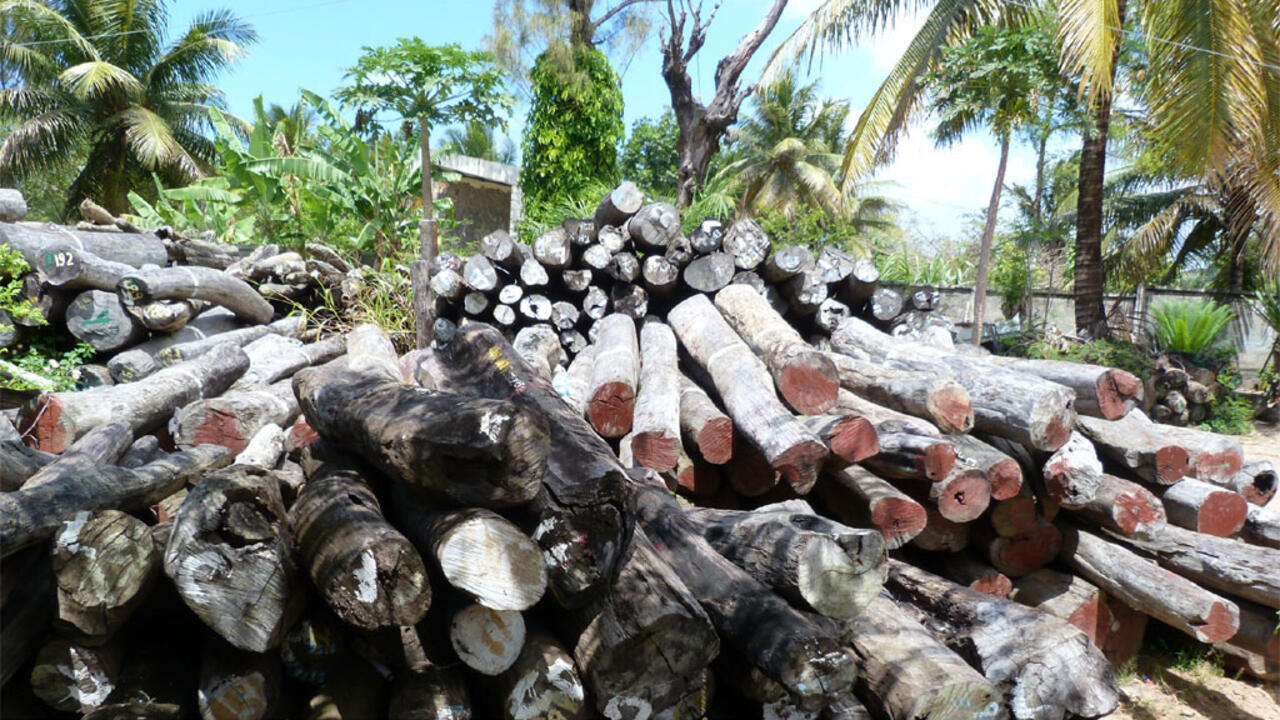 Le trafic de bois de rose à Madagascar - Grand reportage
