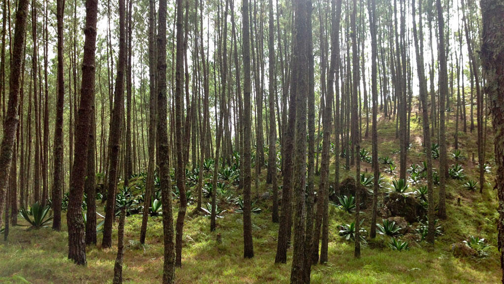 Haïti: déforestation du parc La Visite - Journal d'Haïti et des Amériques