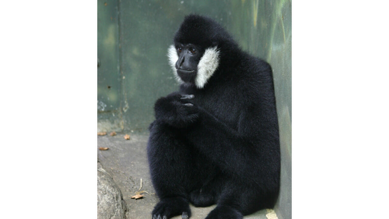 Une nouvelle colonie de gibbons découverte au Vietnam - RFI