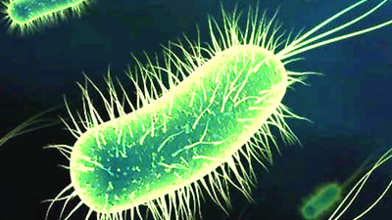 La virulente bactérie Eceh : une nouvelle souche jamais détectée ...