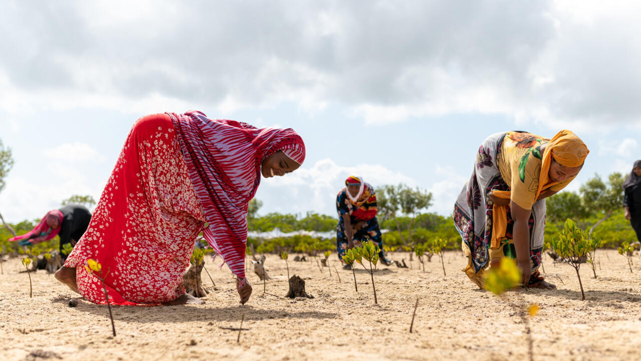 Mikoko: Wanawake Lamu mbioni kukabiliana na mabadiliko ya hali ya hewa ...