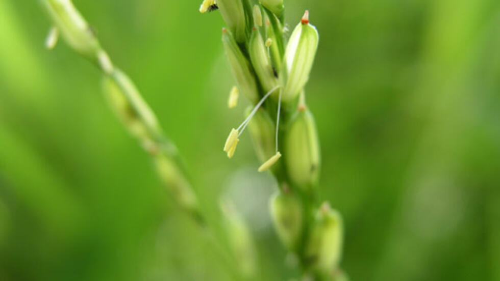 Les scientifiques cherchent à marier le riz africain au riz asiatique