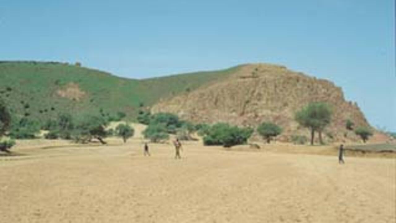 Les cultures sur le Dallol Bosso au Niger - Chronique agriculture et pêche