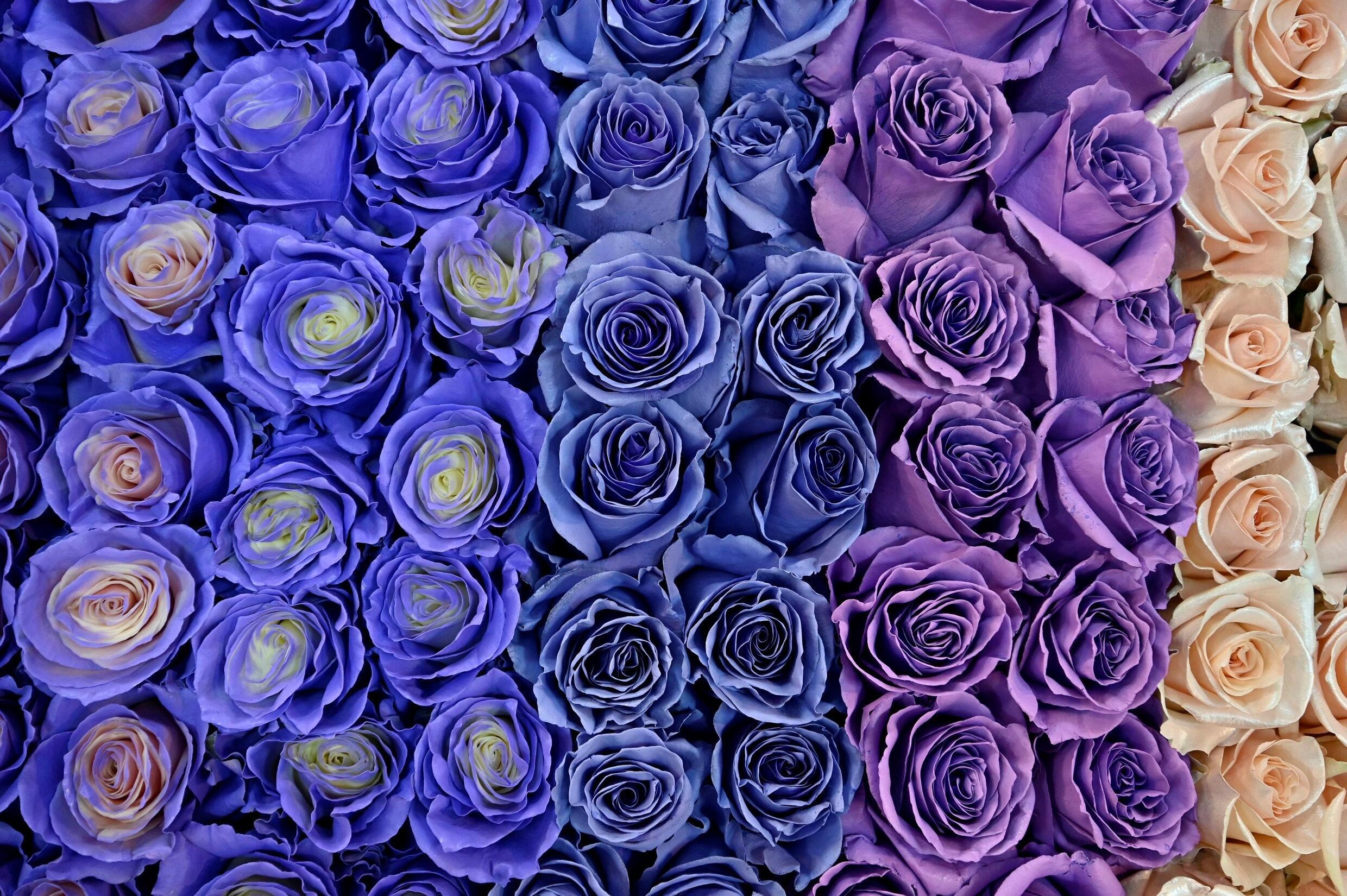 Flores de Colombia y Ecuador, la exuberancia que atrae la atención del ...