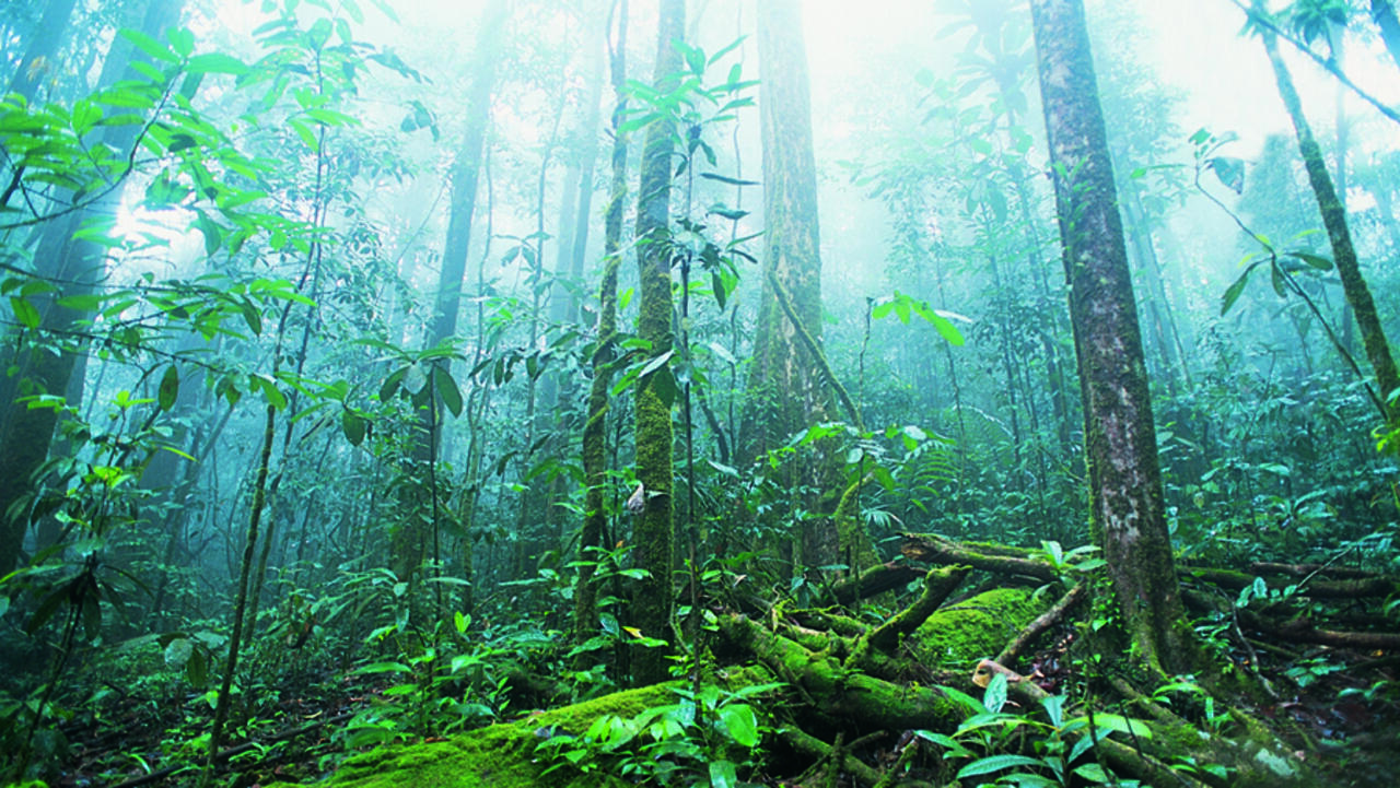 Ecouter la forêt guyanaise - Écouter le monde