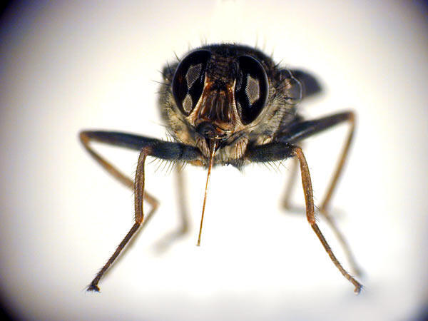 Au Sénégal, premières victoires décisives dans la lutte contre les ...