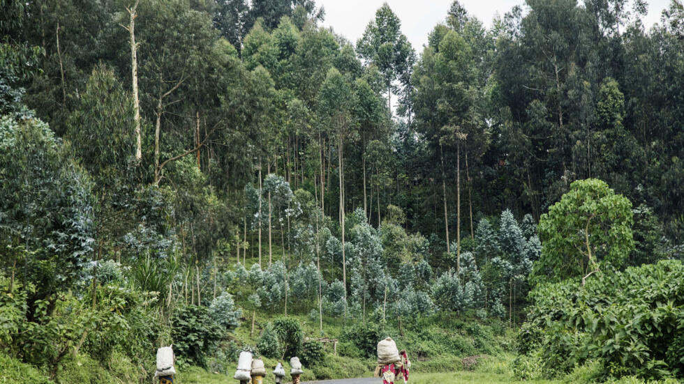 Bois illégal en RDC: IFCO répond à Global Witness