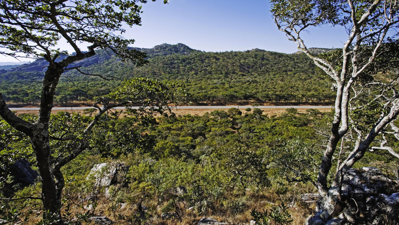 RDC: faut-il à nouveau autoriser l'exploitation du bois rouge ...