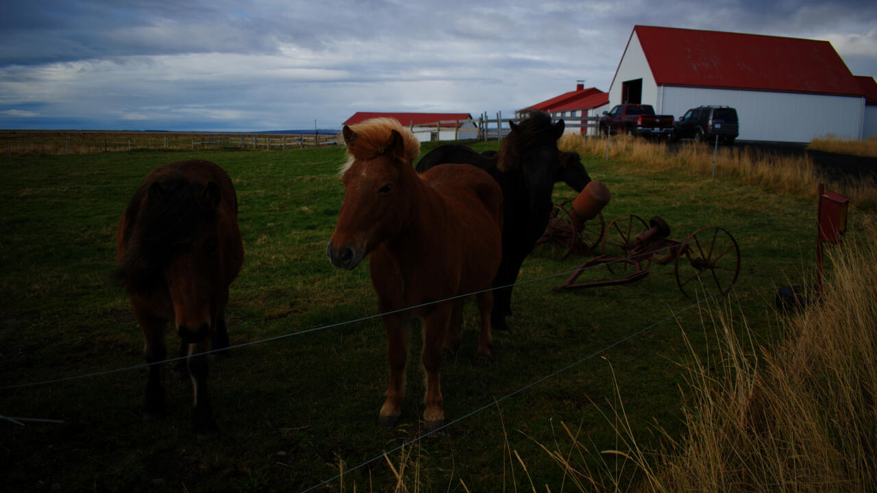 El desangrado de yeguas en Islandia, una práctica fustigada por los ...