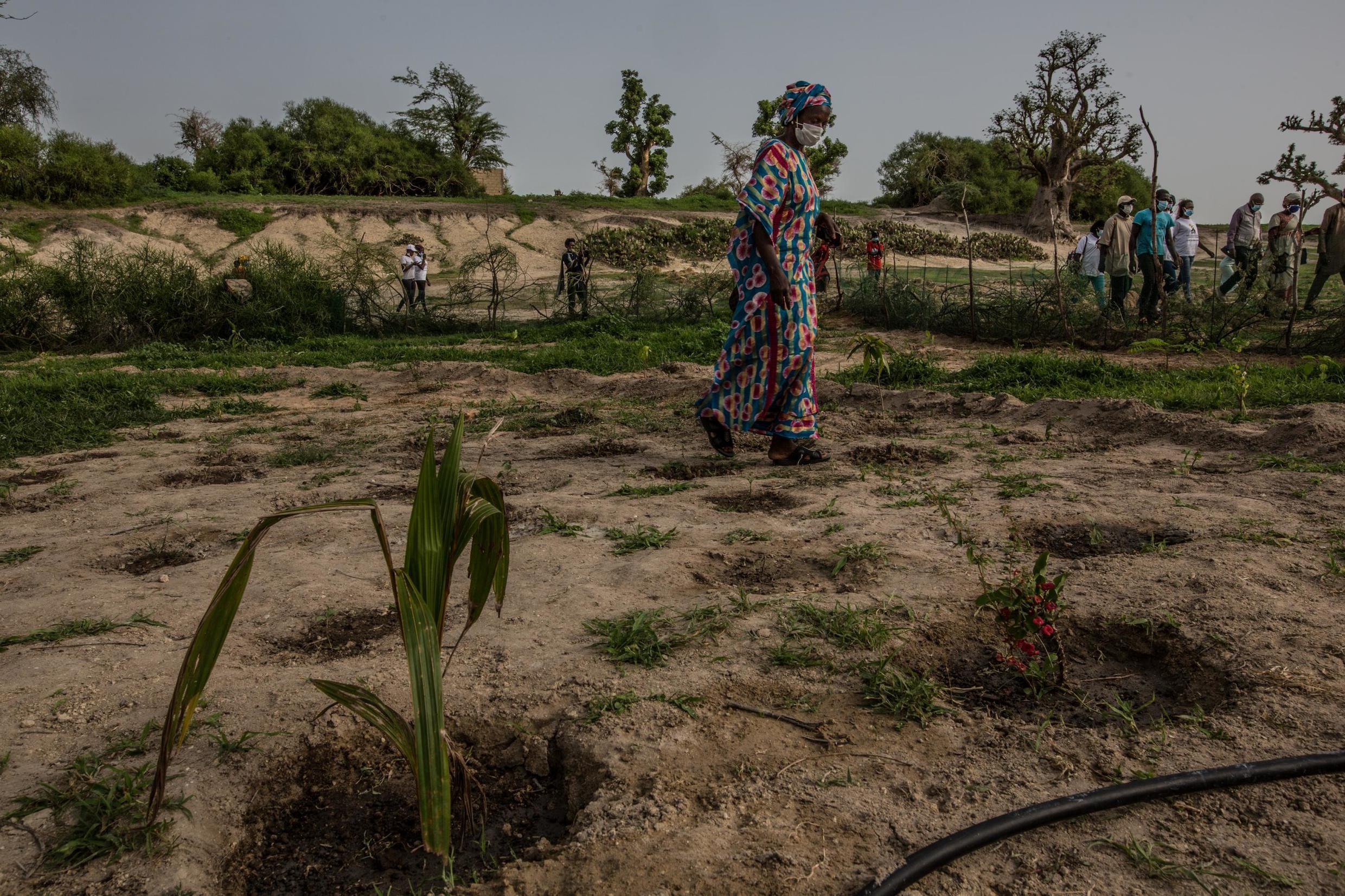 COP15: 'Great Green Wall' still touted as the Sahel's desertification ...