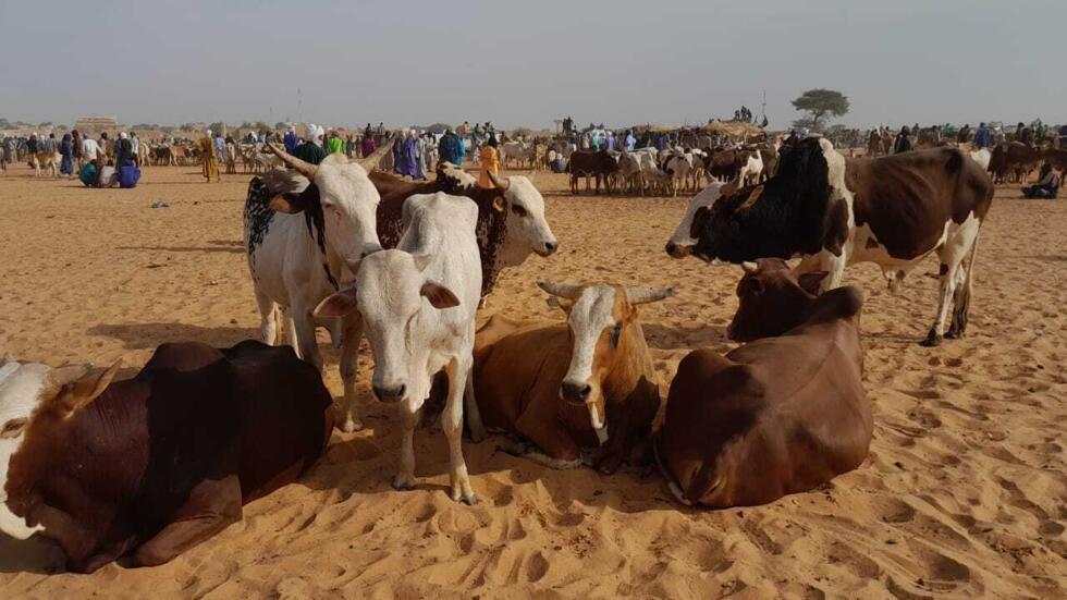 [Kɔrɔlen] An bɛ kuma Thillé Boubacar bagwan sannifeere sugu de kan ...