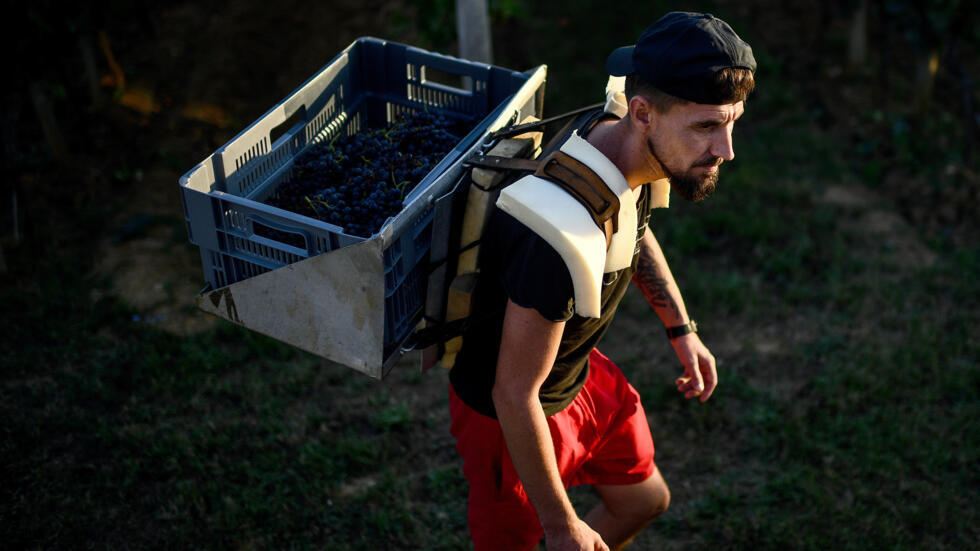 French grape-pickers wilt as 'heat dome' temperatures top 40C