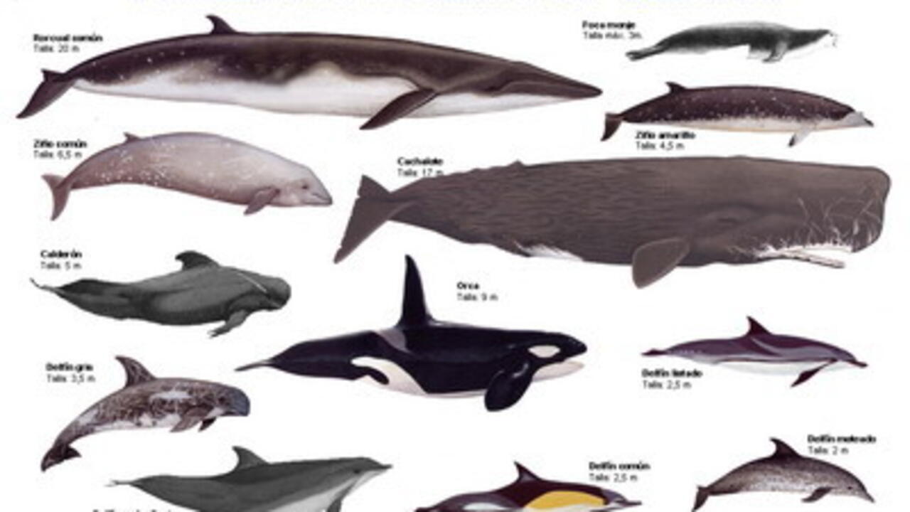 ¿Por qué algunos cetáceos van a morir a las costas? - Vida en el Planeta