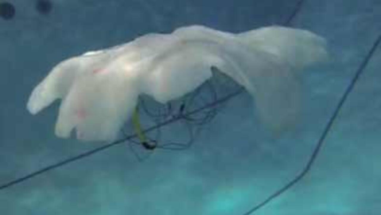 CyRo, le robot de la méduse - Un monde de tech