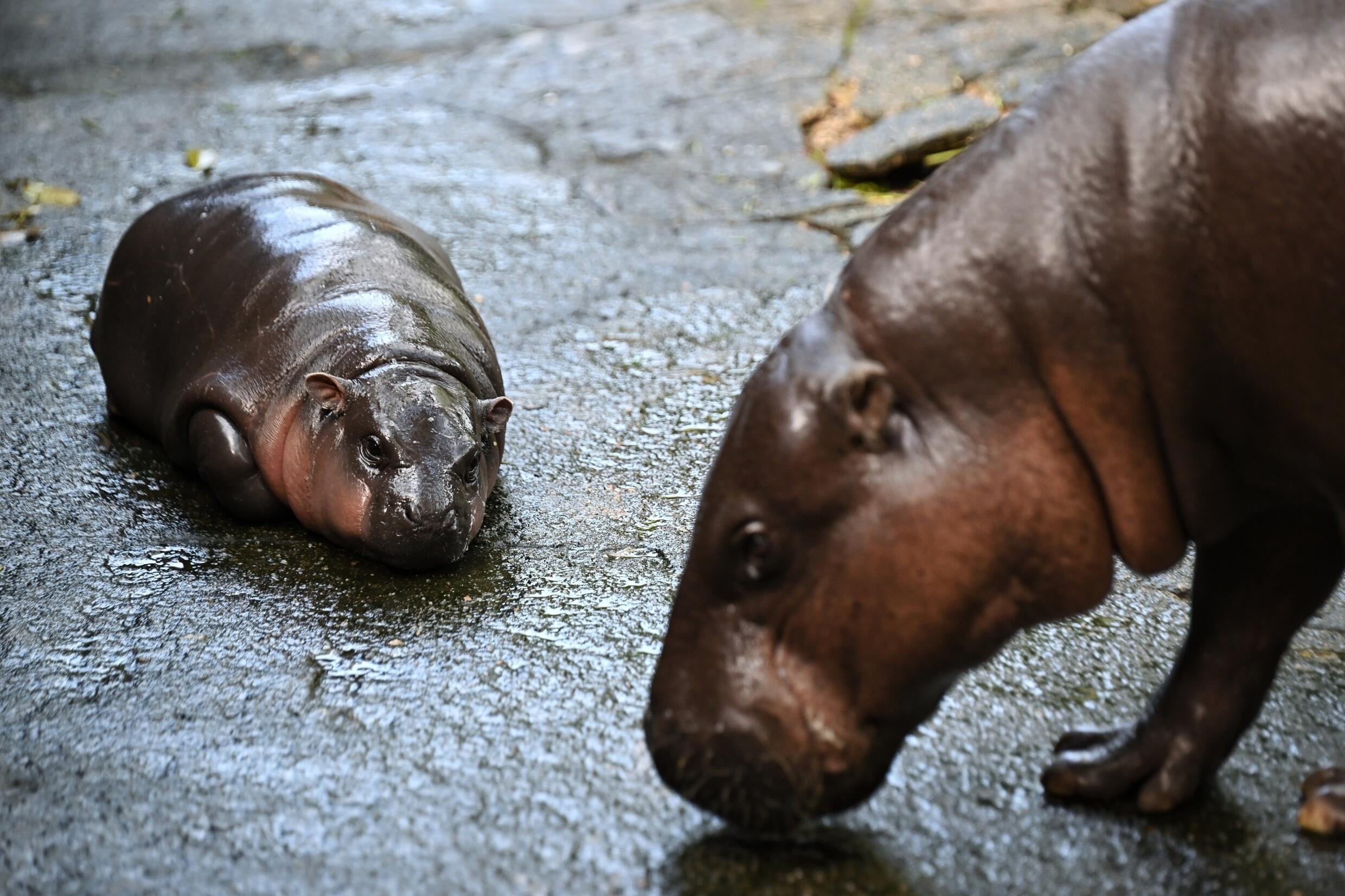 Endangered pygmy hippo goes viral from Thai zoo