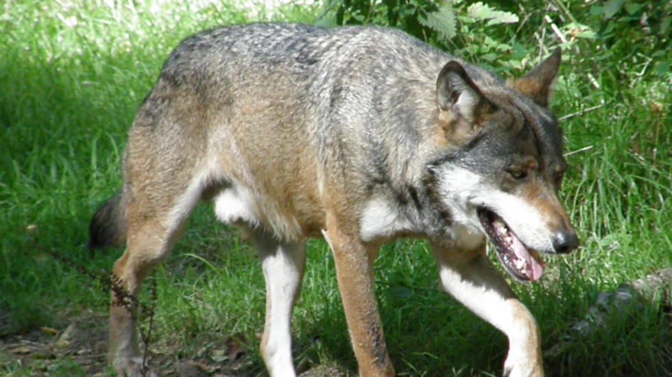 Ouverture de la chasse au loup dans le sud-est de la France