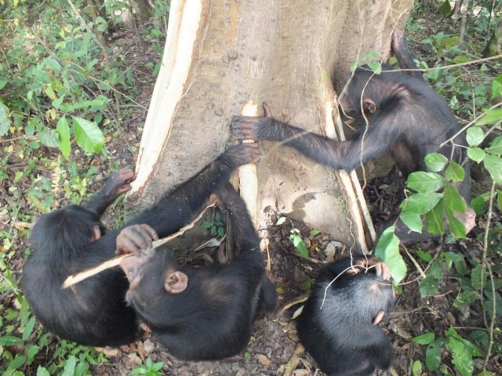 Traumatised baby chimps find love in Guinea sanctuary - Global Focus