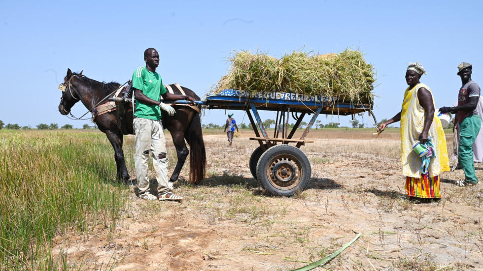 Sénégal: paroles d'agriculteurs des zones rurales de Fatick [2/5 ...