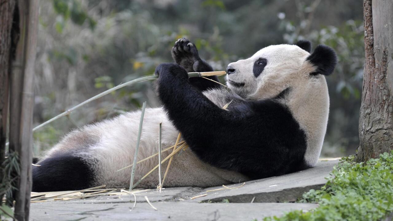 Chine: «télé panda» 24h sur 24 sur internet