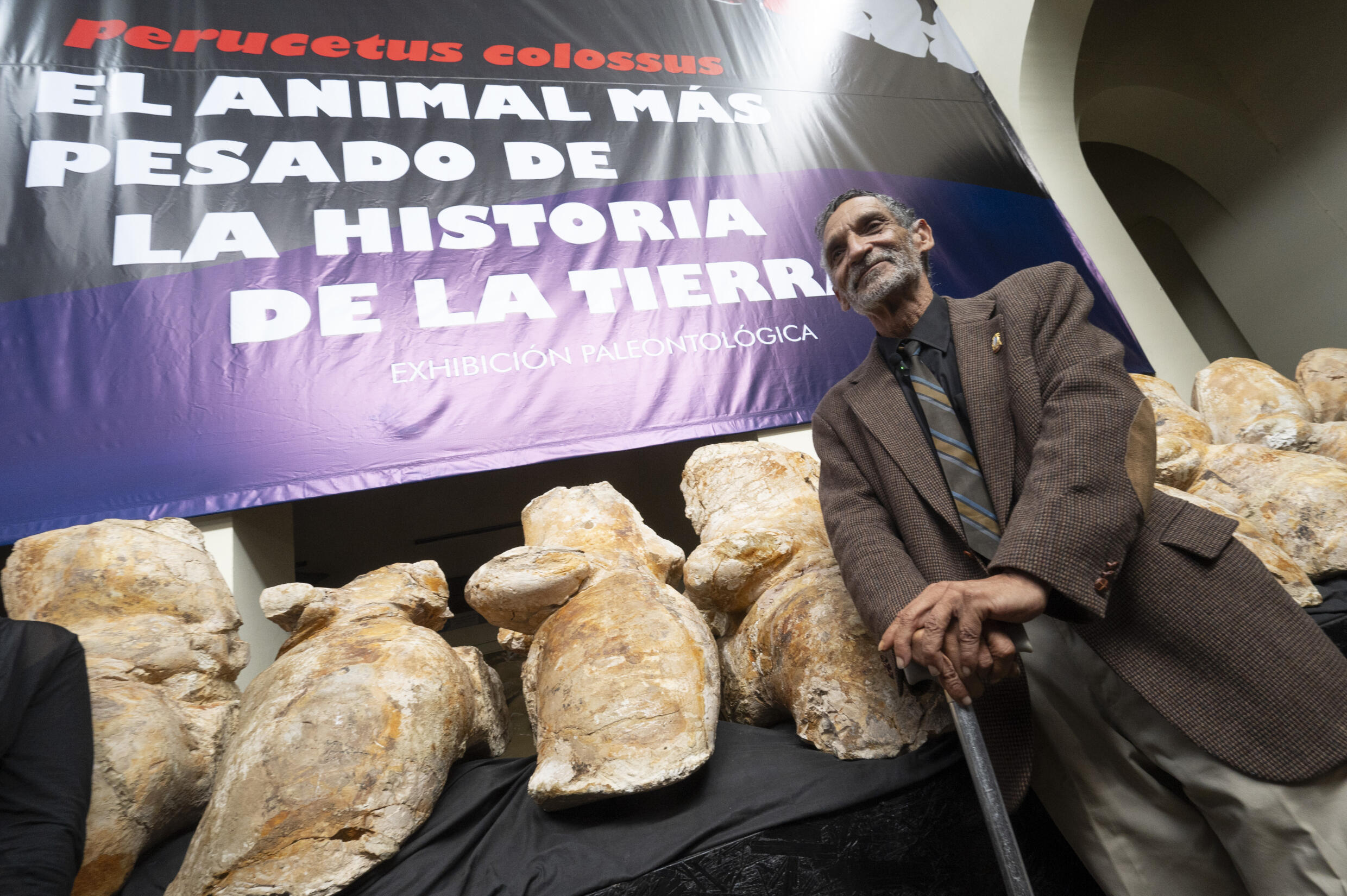 Un ancestro 'peruano' de la ballena azul podría ser el animal más ...