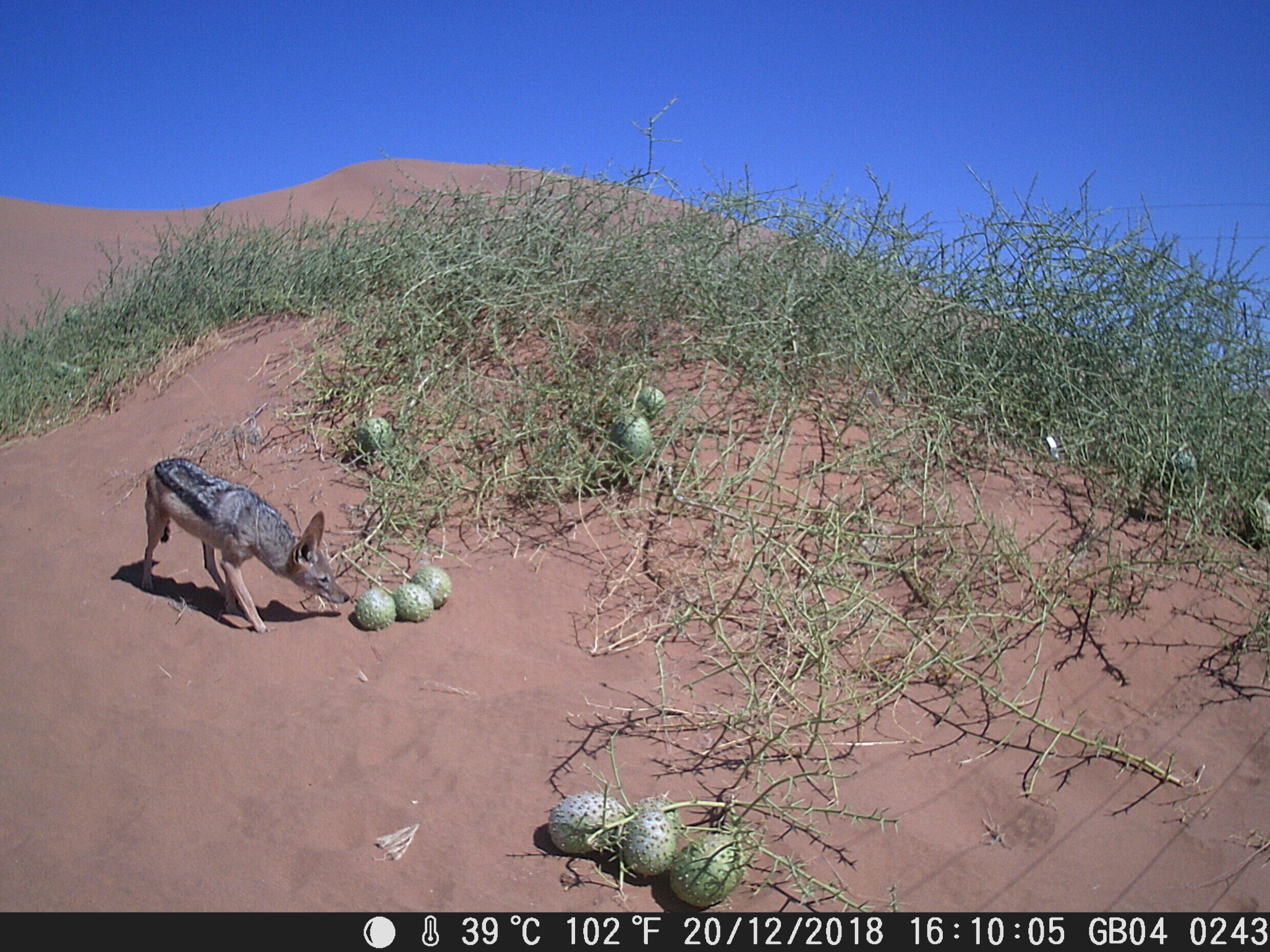 How jackals' taste for melons helps fruit flourish in Namibian desert
