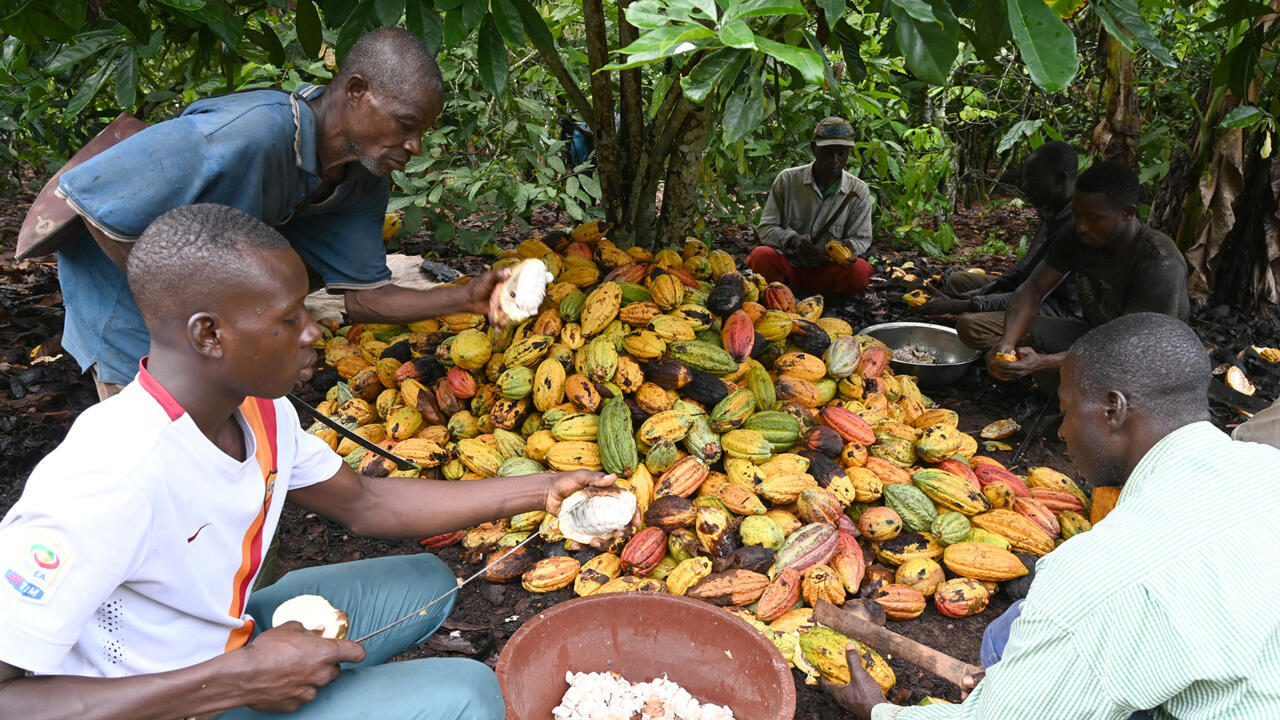 La Côte d’Ivoire, championne du monde du cacao: à quoi bon? - Éco d'ici ...