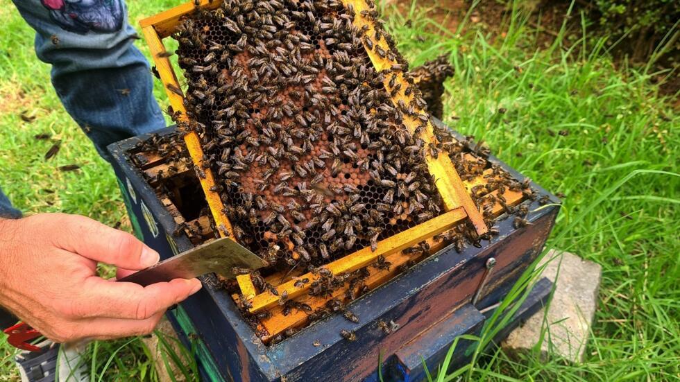 Apiculture: à Madagascar, les cyclones successifs mettent à mal les ...