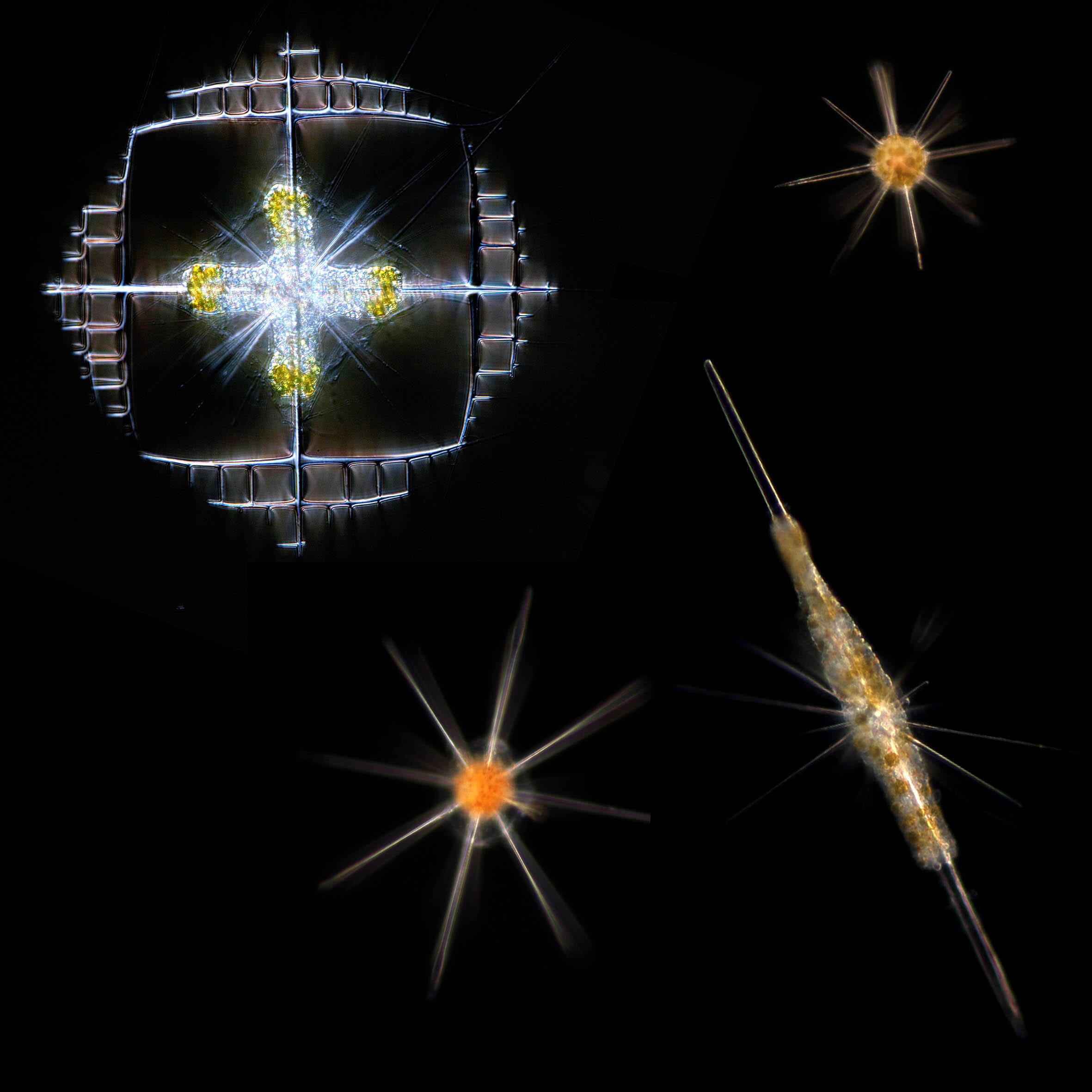 Drifting into trouble? The tiny ocean creatures with a global impact