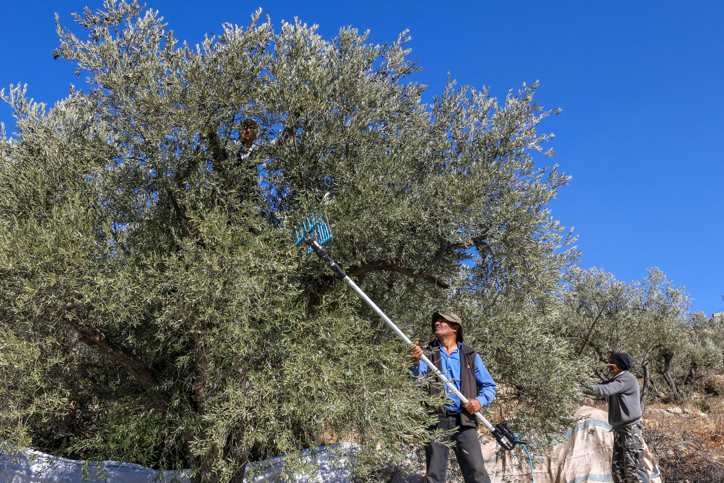 Defiant Lebanese harvest olives in the shadow of war