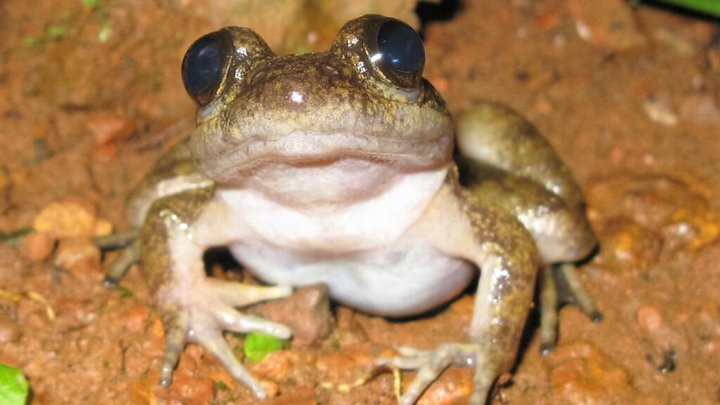 New species of frog named to hail Ghanaian community trying to save its ...