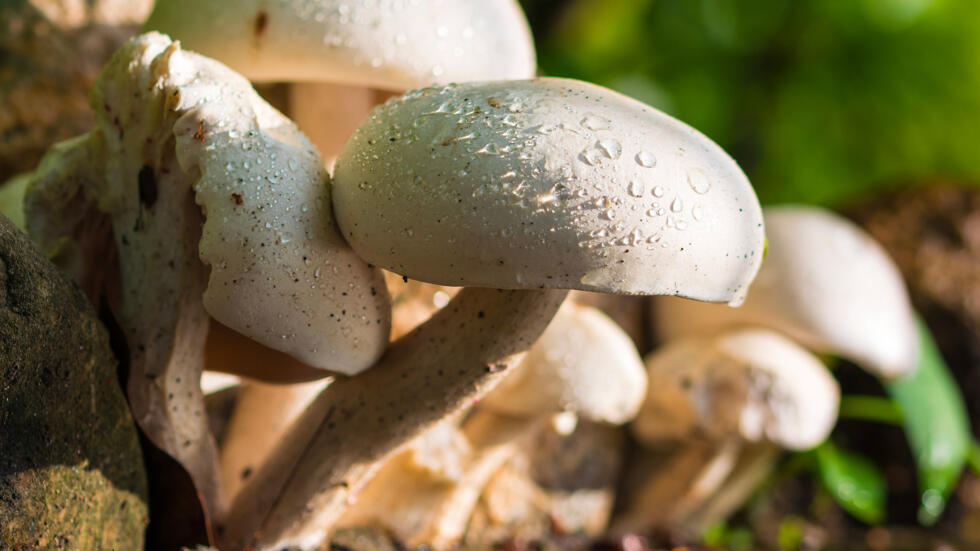 Au Congo-Brazzaville, l'insertion par les champignons - Afrique économie