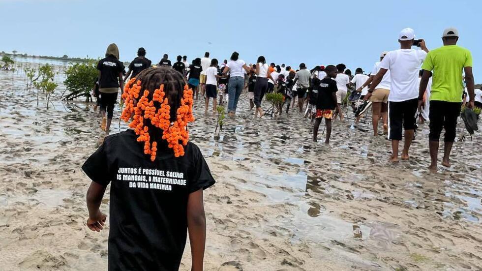 Mangais de Angola: Ecossistemas de carbono azul e “berçários da vida ...