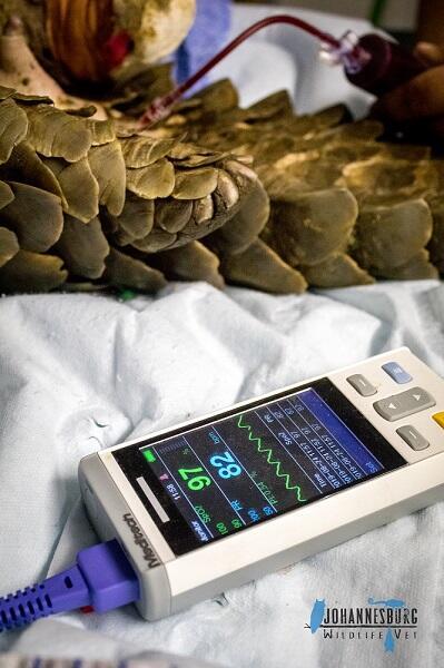 South African vets lose battle to save endangered pangolin