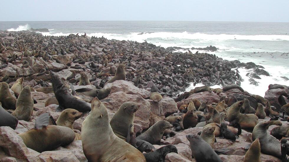 Thousands of baby seals at Namibian breeding colony die in mysterious ...