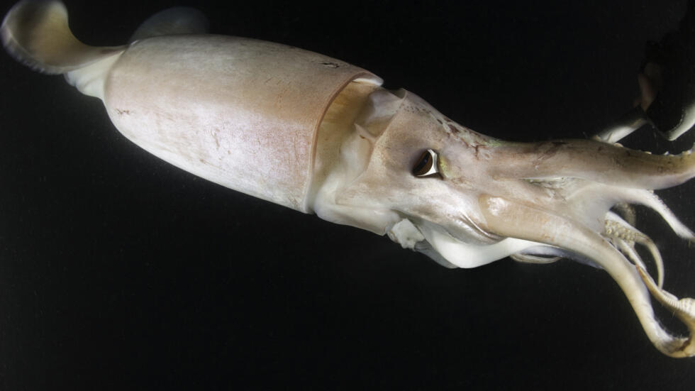 Un calamar géant filmé pour la première fois dans les abysses