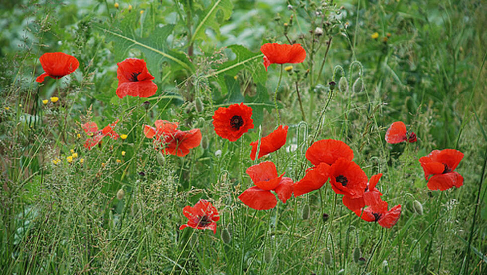 Royaume-Uni: des millions de coquelicots vendus à l'occasion de la ...