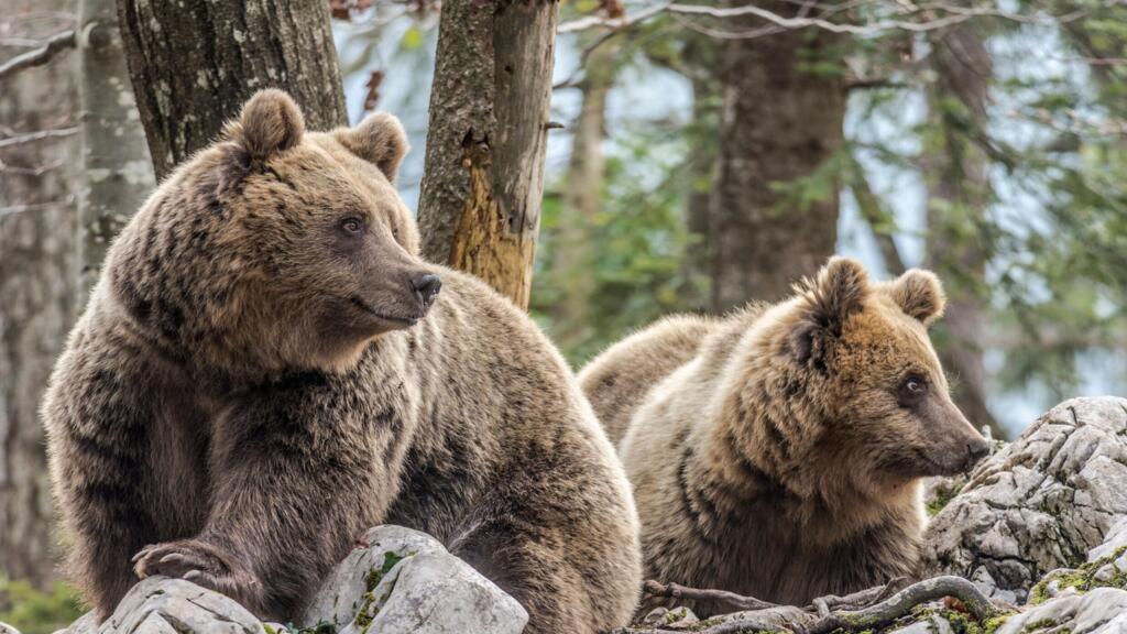Rising bear numbers in French Pyrenees mask long-term fears for species ...