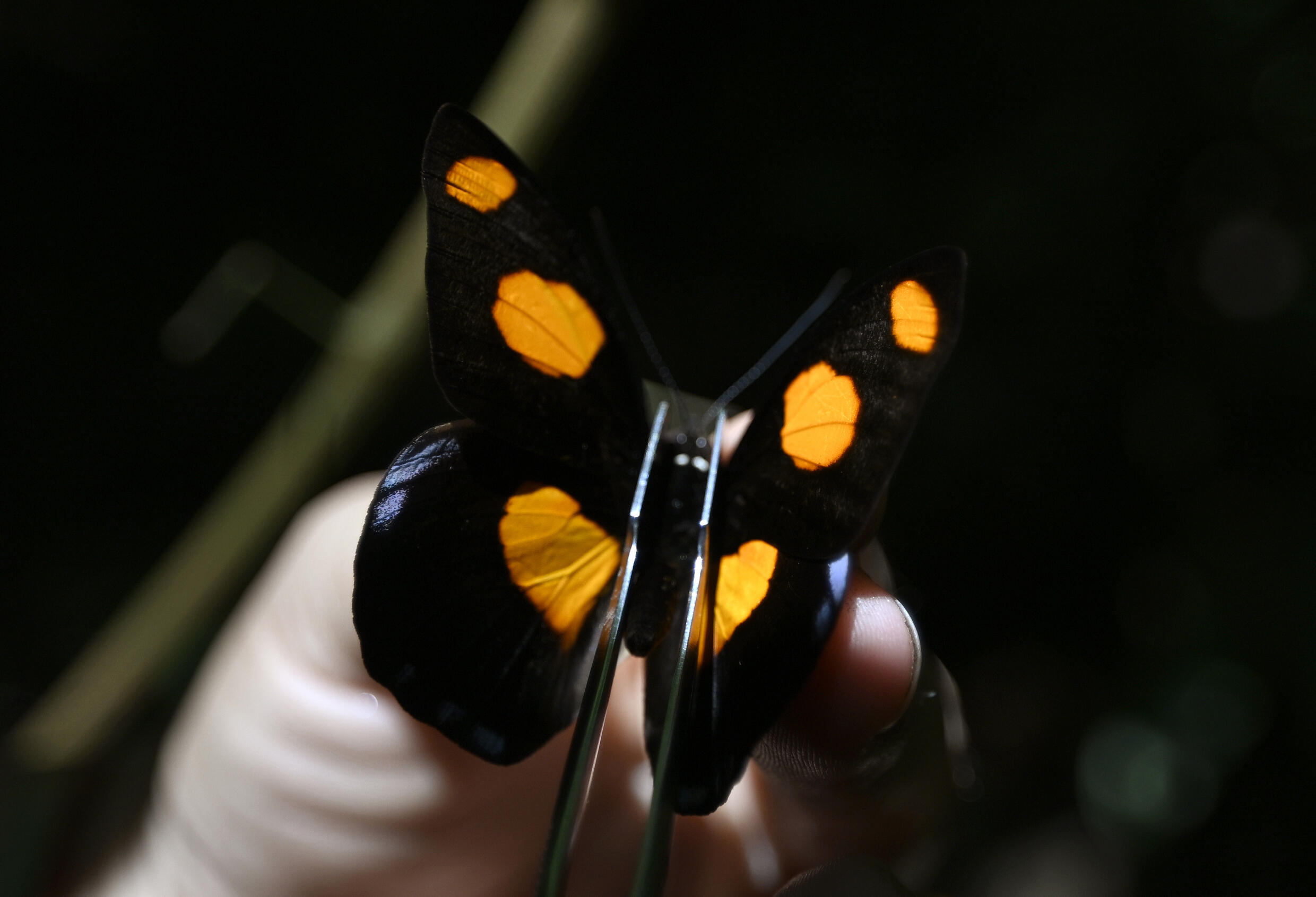 In Ecuadoran Amazon, butterflies provide a gauge of climate change
