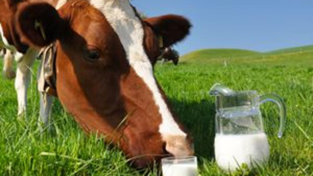 2. Pourquoi j'ai bu le lait de ma vache ? - Autour de la question, le ...
