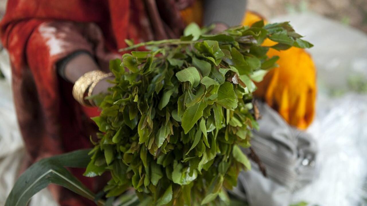 Le khat n'est plus livré en Somalie