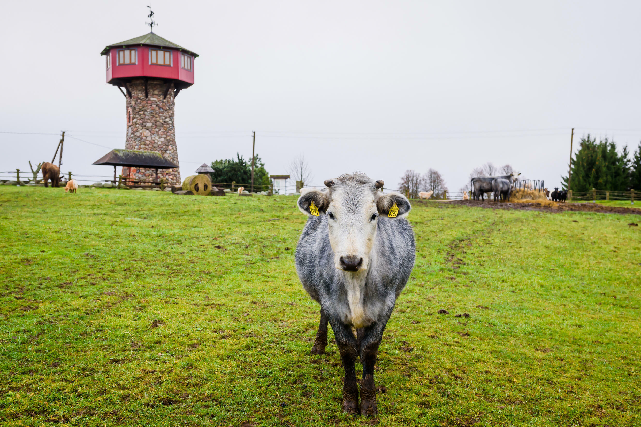 Herd the moos? Latvia's symbolic blue cow back from the brink
