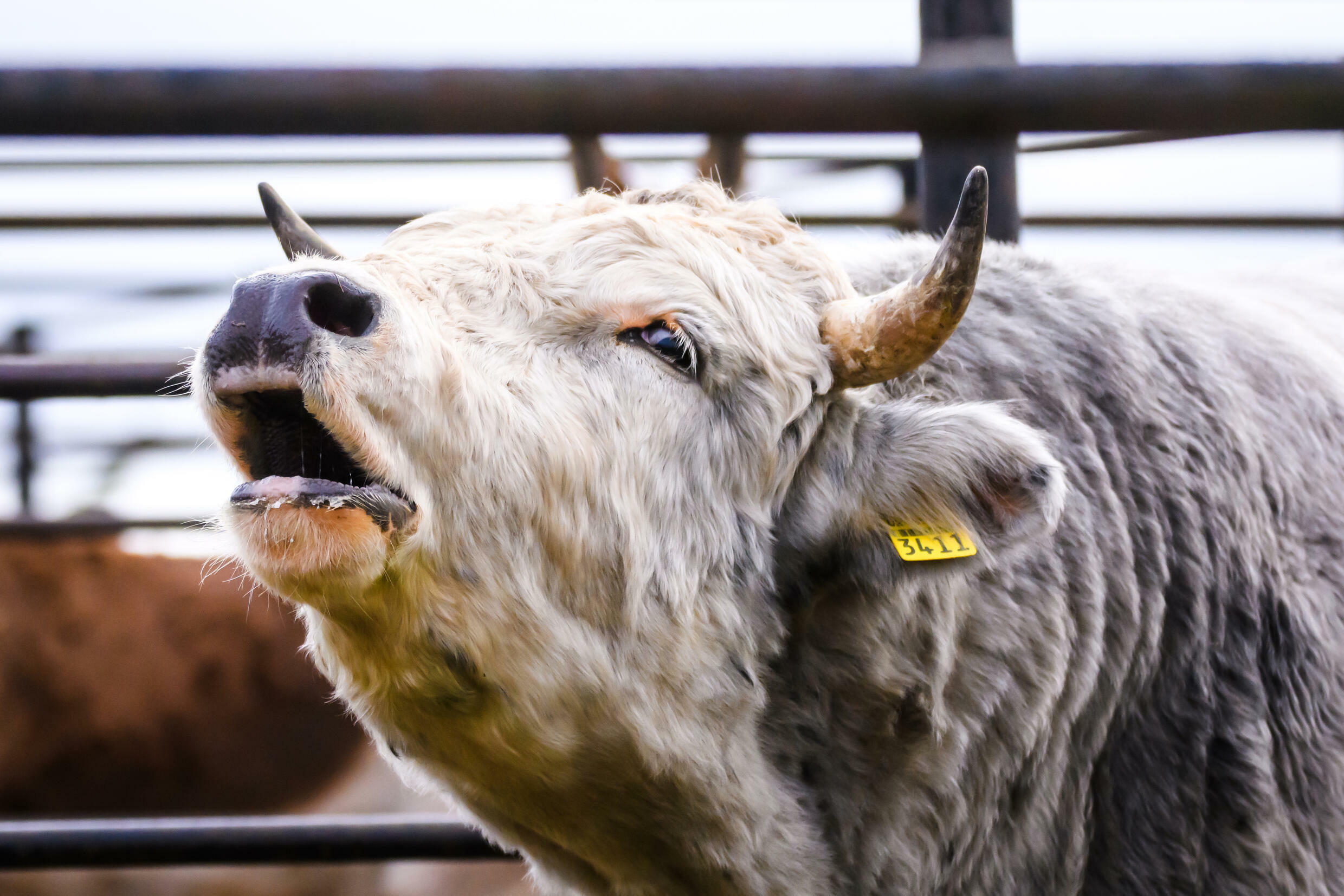 Herd the moos? Latvia's symbolic blue cow back from the brink