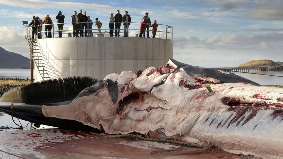 La chasse à la baleine, histoire d’une surexploitation mondiale