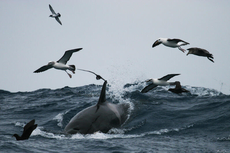 La Légine australe - Météo Marine et le quotidien de la mer