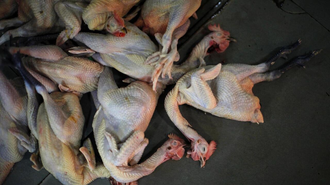 An koma cin Kajin kiwon gida a Yamai