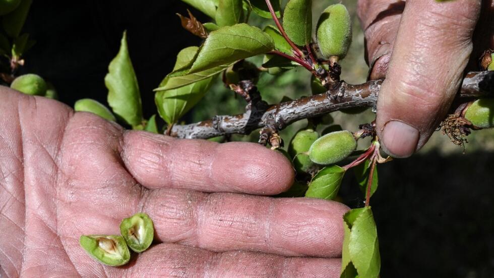 French fruit tree farmers fear April frost a year after agricultural ...