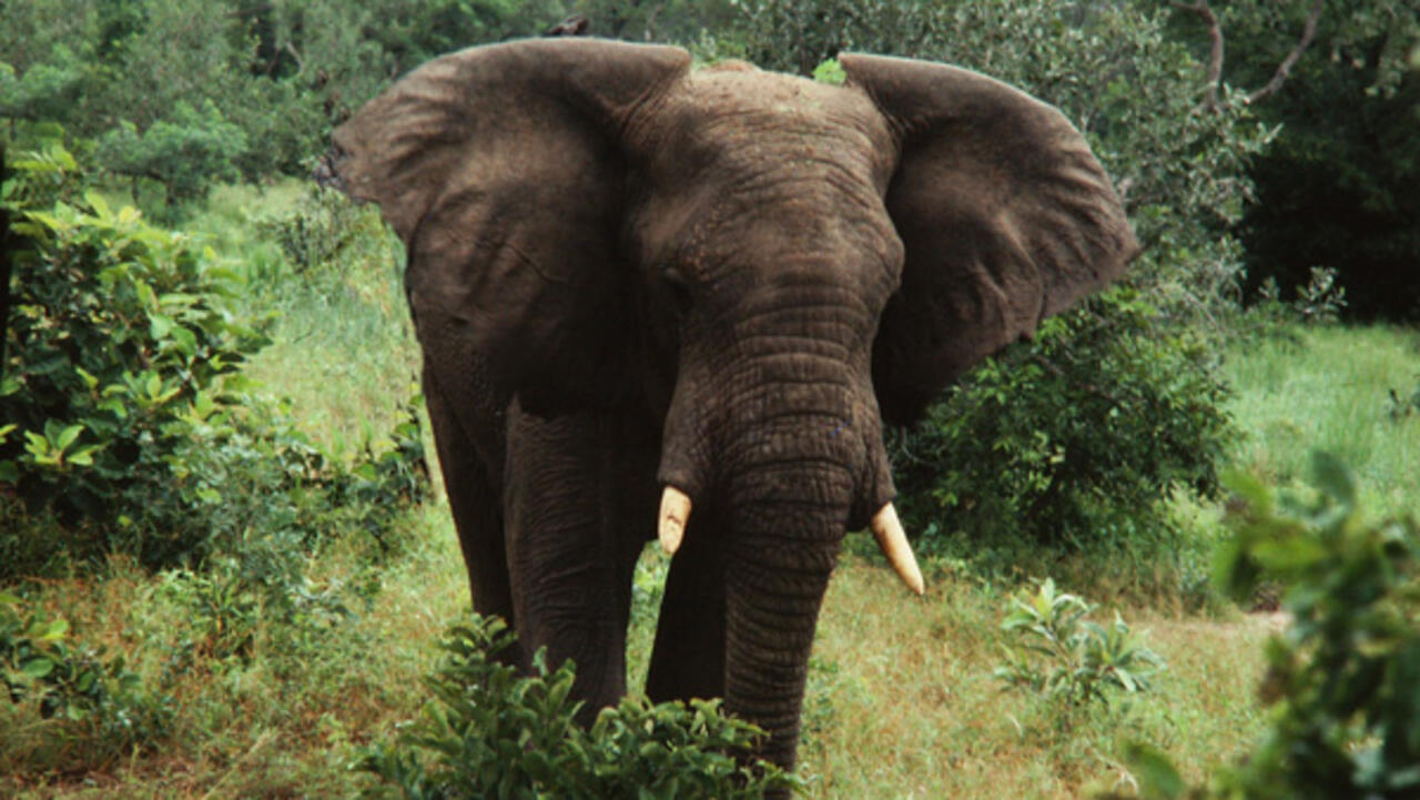 Namun dawa na dab da karewa a gandayen daji - RFI